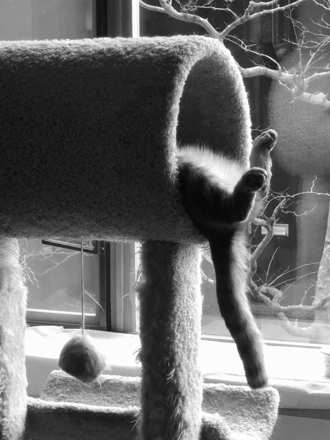 Home - Catstractions